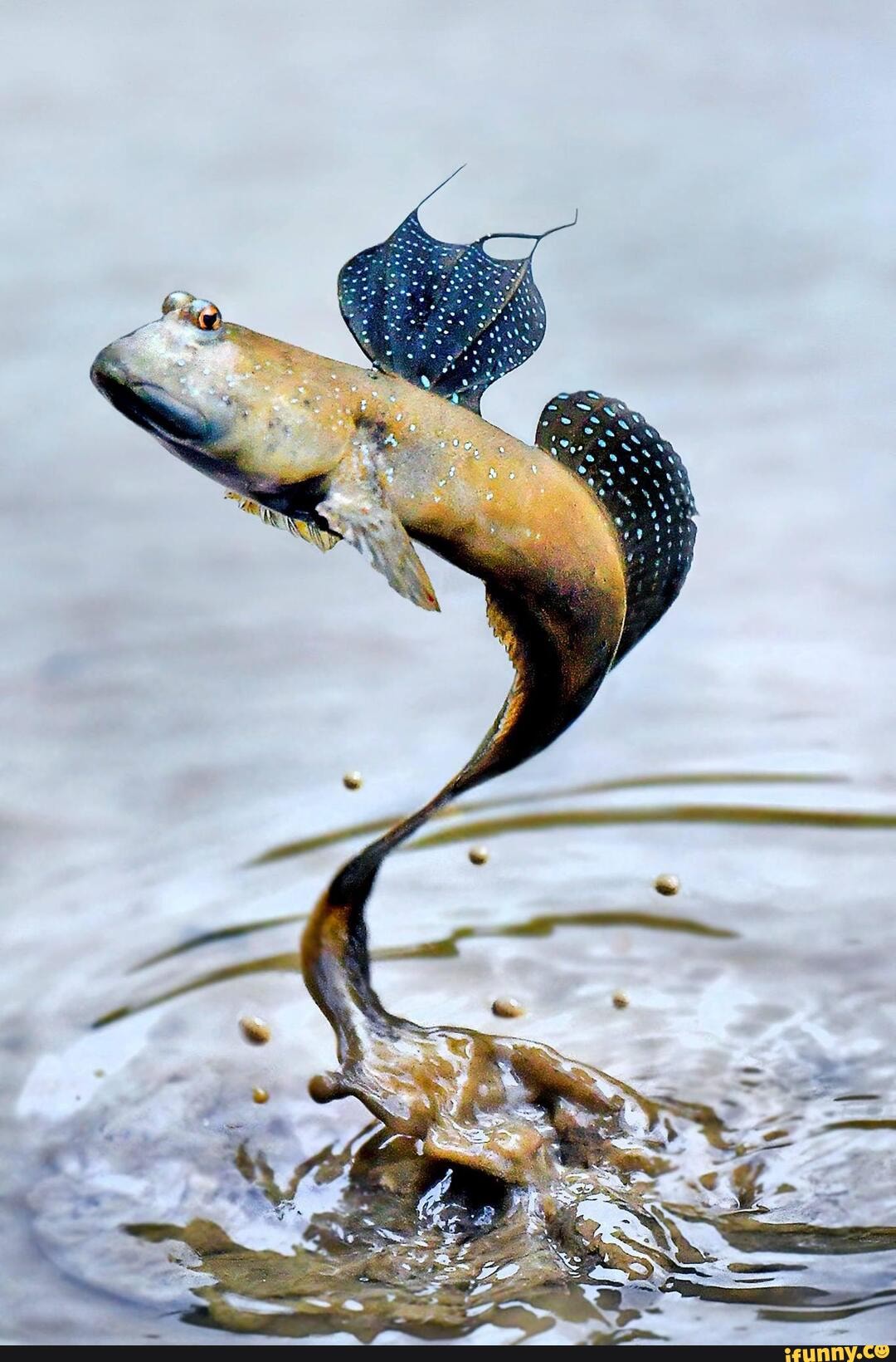 Mudskipper memes. Best Collection of funny Mudskipper pictures on iFunny