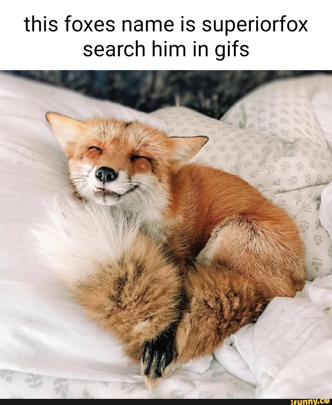 This foxes name is superiorfox search him in gifs - iFunny