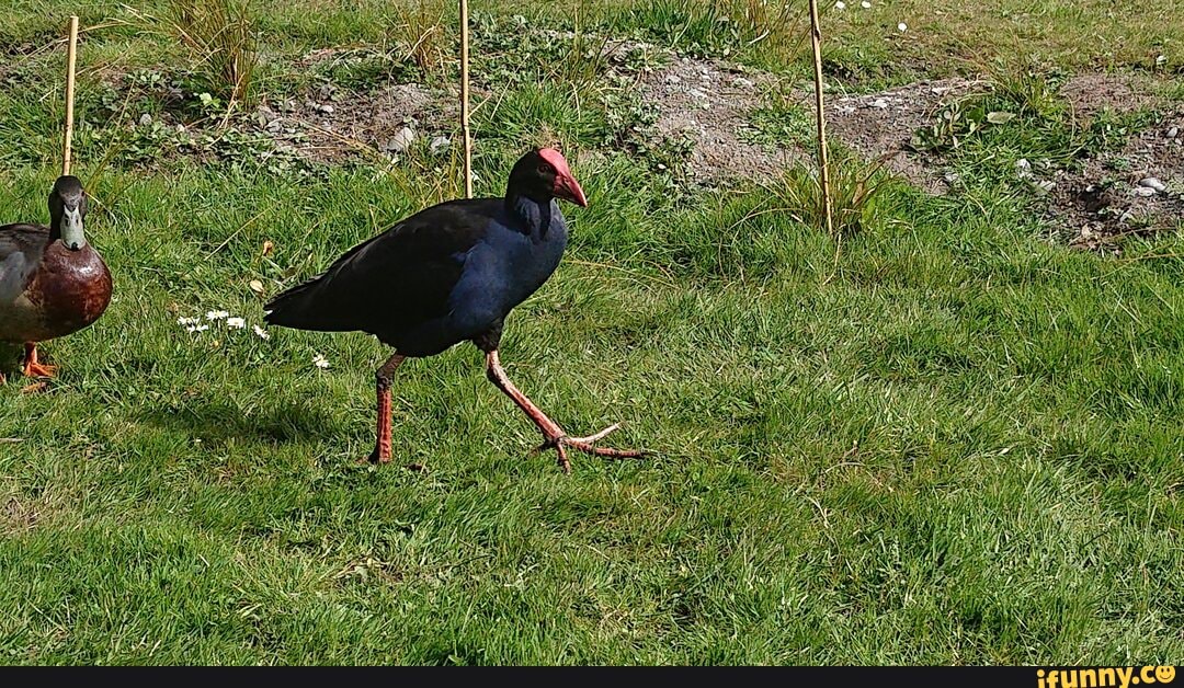 Pukeko memes. Best Collection of funny Pukeko pictures on iFunny