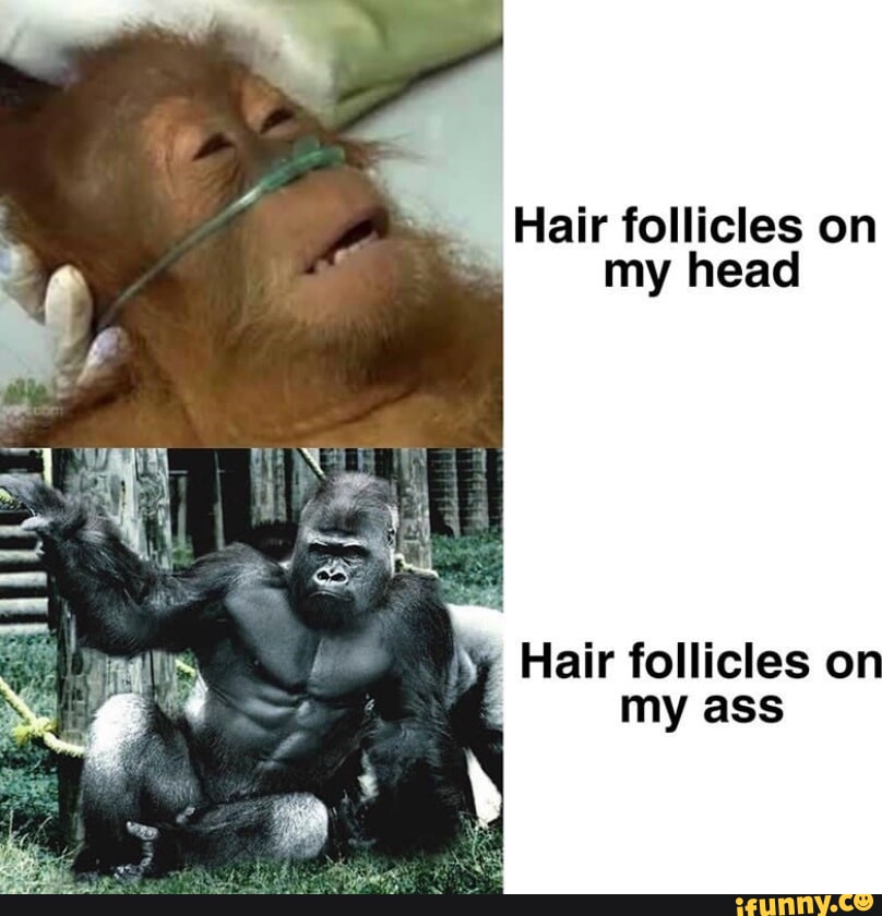 Follicles memes. Best Collection of funny Follicles pictures on iFunny
