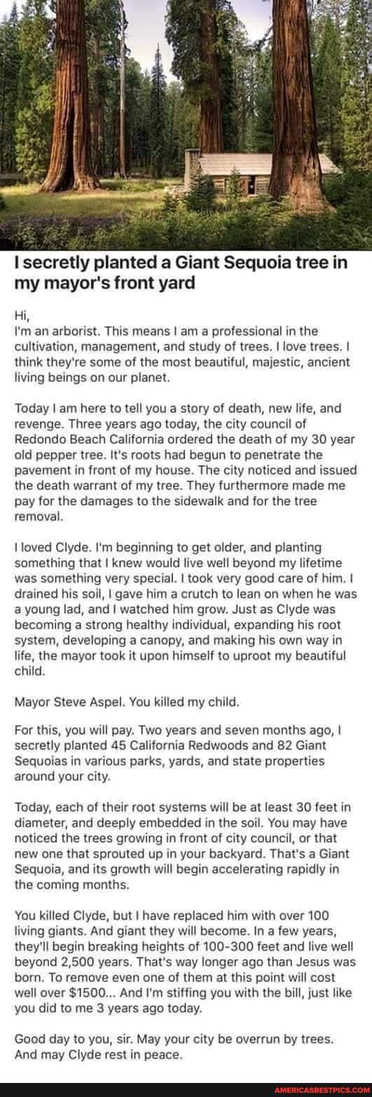 Secretly planted a Giant Sequoia tree in my mayor's front yard Hi, \'m ...