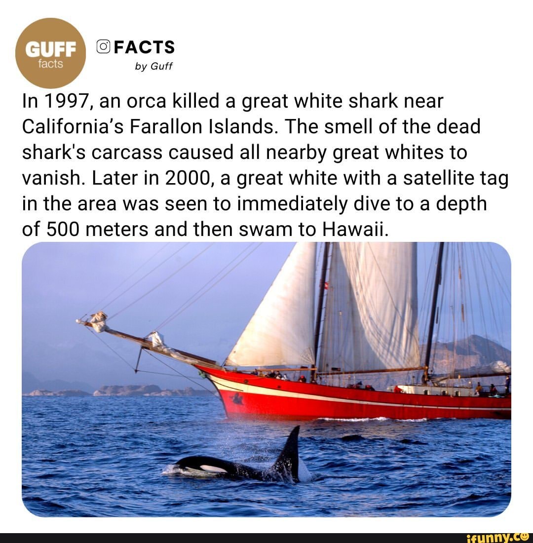 FACTS by Guff In 1997, an orca killed a great white shark near ...