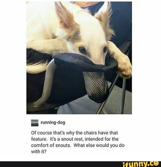 Snouts memes. Best Collection of funny Snouts pictures on iFunny