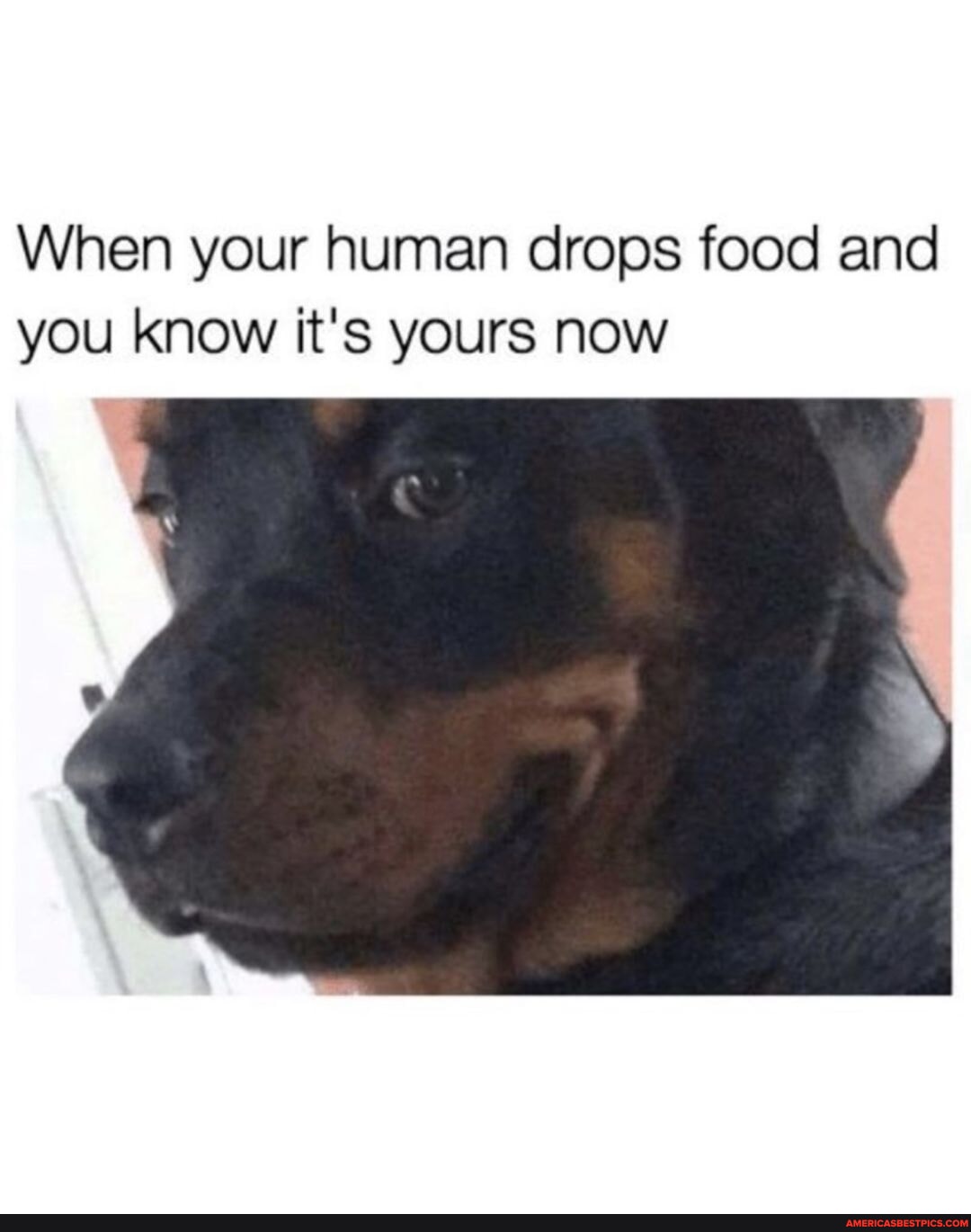 Hehehe🤭 Tag a friend 👇 Follow @idogsplanet for more . . #dogmemes # ...
