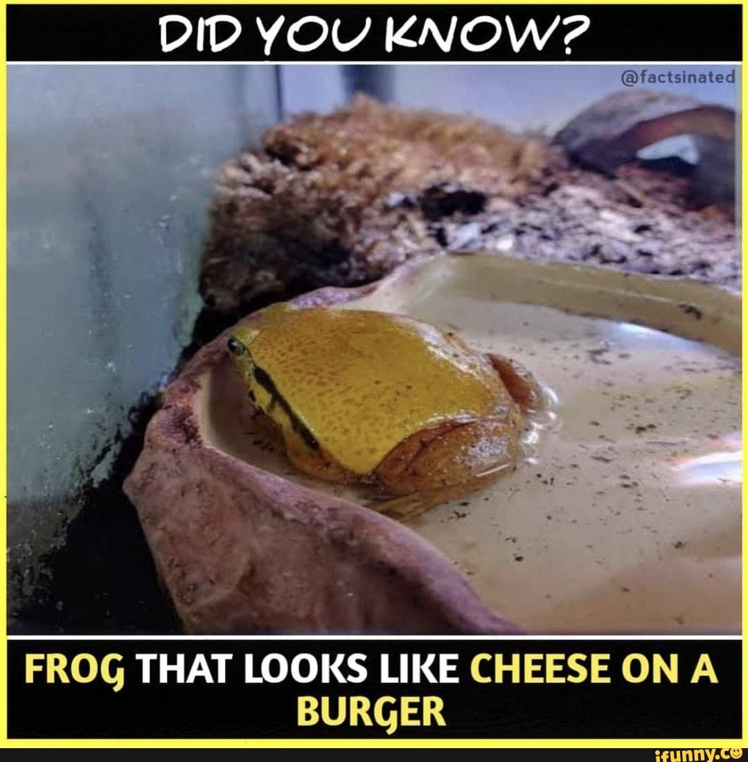DID YOU KNOW? @factsinated FROG THAT LOOKS LIKE CHEESE ON BURGER - iFunny