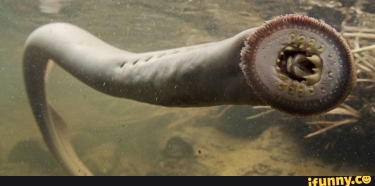 Cursed_fish memes. Best Collection of funny Cursed_fish pictures on iFunny