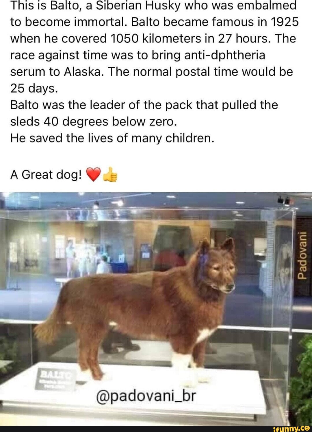 Balto memes. Best Collection of funny Balto pictures on iFunny