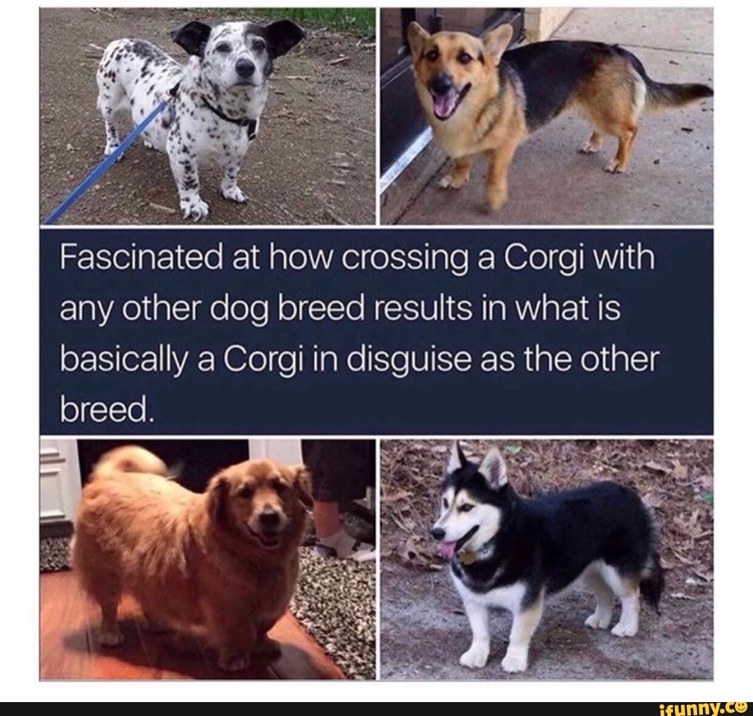 Fascinated at how crossing a Corgi with any other dog breed results in ...