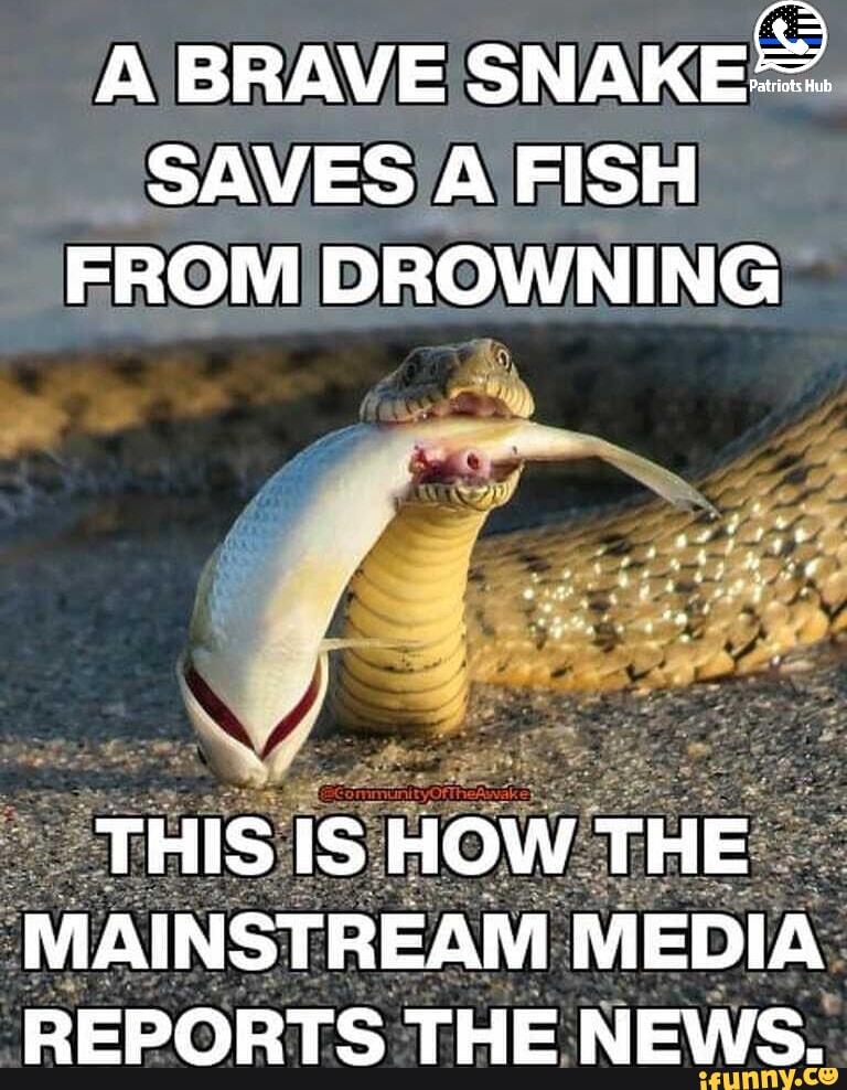 A BRAVE SNAKE= SAVES A FISH FROM DROWNING THIS IS HOW THE MAINSTREAM ...