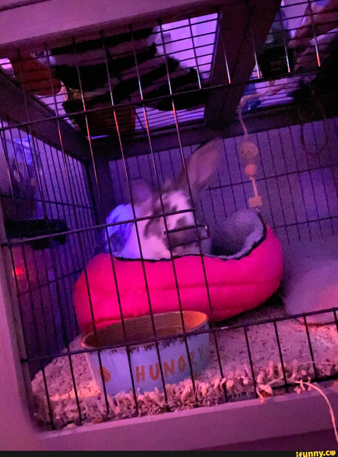 Bnnuy memes. Best Collection of funny Bnnuy pictures on iFunny