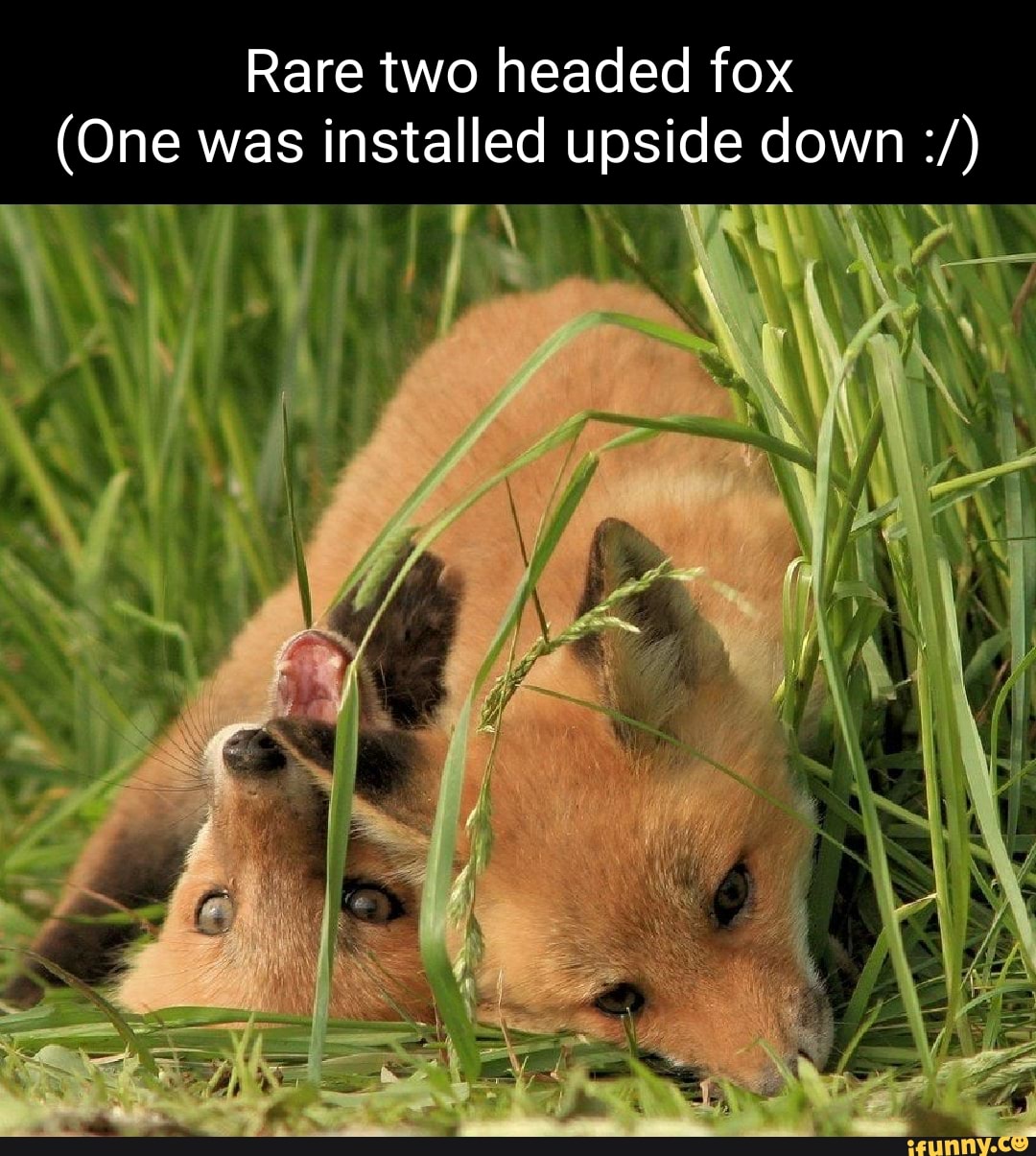 Rare two headed fox One was installed upside down ha\ - iFunny