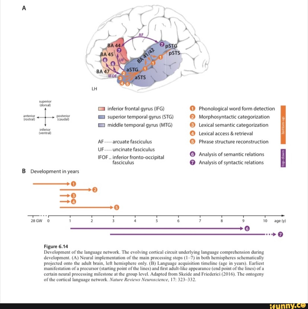 Superior (dorsal) inferior frontal gyrus (IFG) Phonological word form detection superior ...