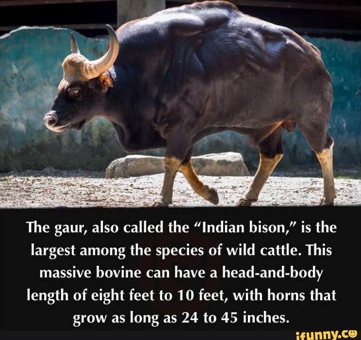 The gaur, also called the "Indian bison," is the largest among the ...