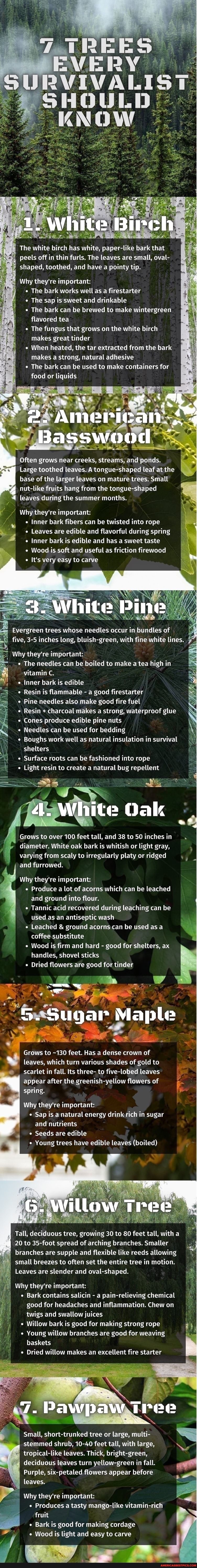 The white birch has white, paper-like bark that peels off in thin furls ...