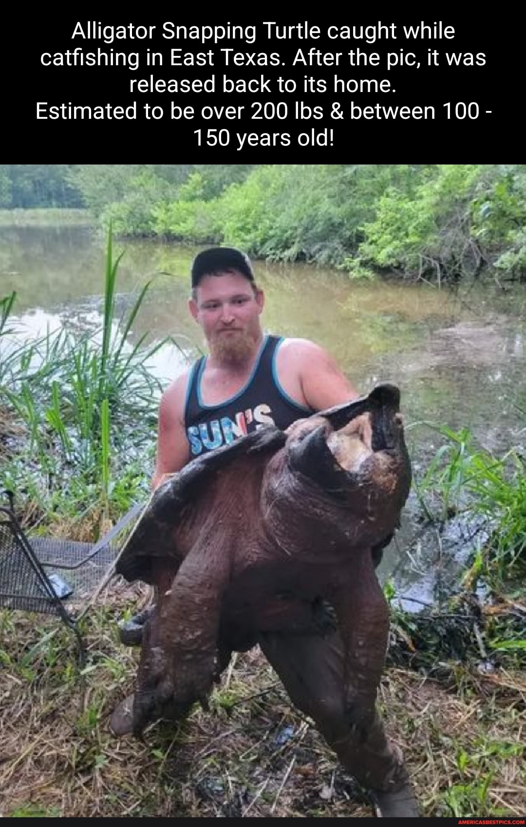 Alligator Snapping Turtle caught while catfishing in East Texas. After ...