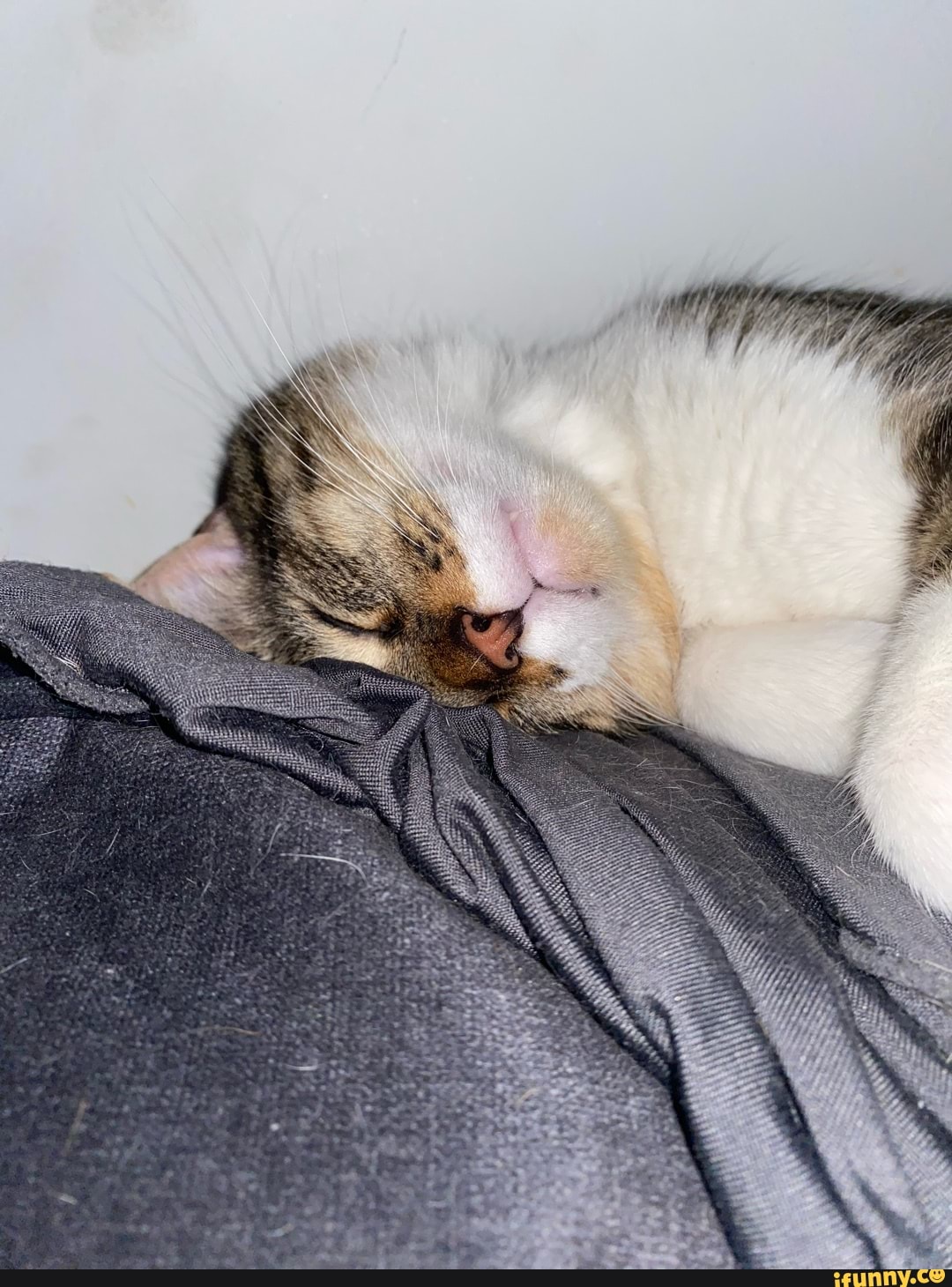 Dexter's Laboratory memes memes. The best memes on iFunny