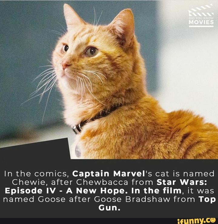 In the comics, Captain Marvel's cat is named Chewie, after Chewbacca ...