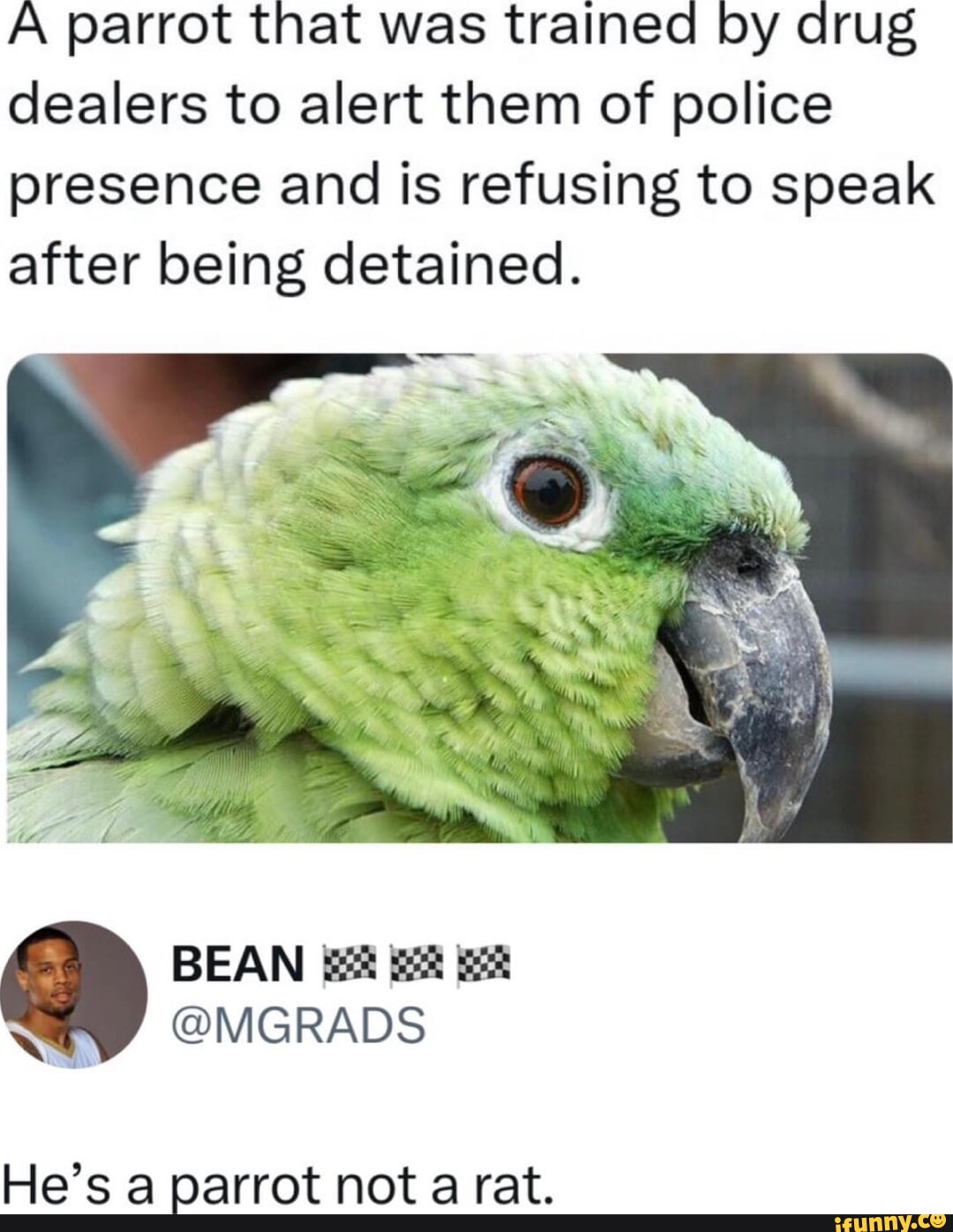 A parrot that was trained by arug dealers to alert them of police ...