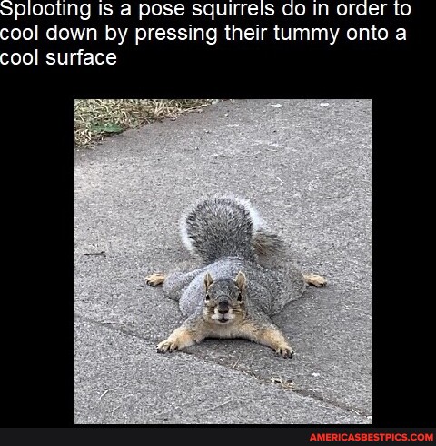 Splooting Is a pose squirrels In order to cool down by pressing their ...