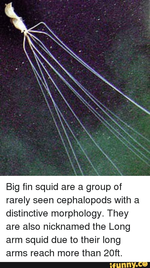 Big fin squid are a group of rarely seen cephalopods with a distinctive ...