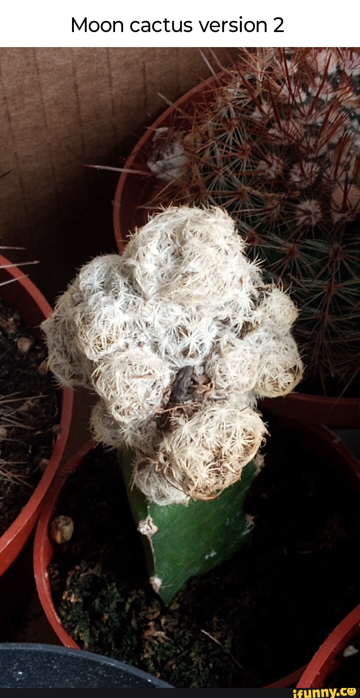 Cactus memes. Best Collection of funny Cactus pictures on iFunny