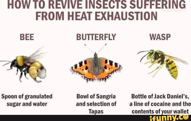 HOW TO REVIVE INSECTS SUFFERING FROM HEAT EXHAUSTION BEE BUTTERFLY WASP ...