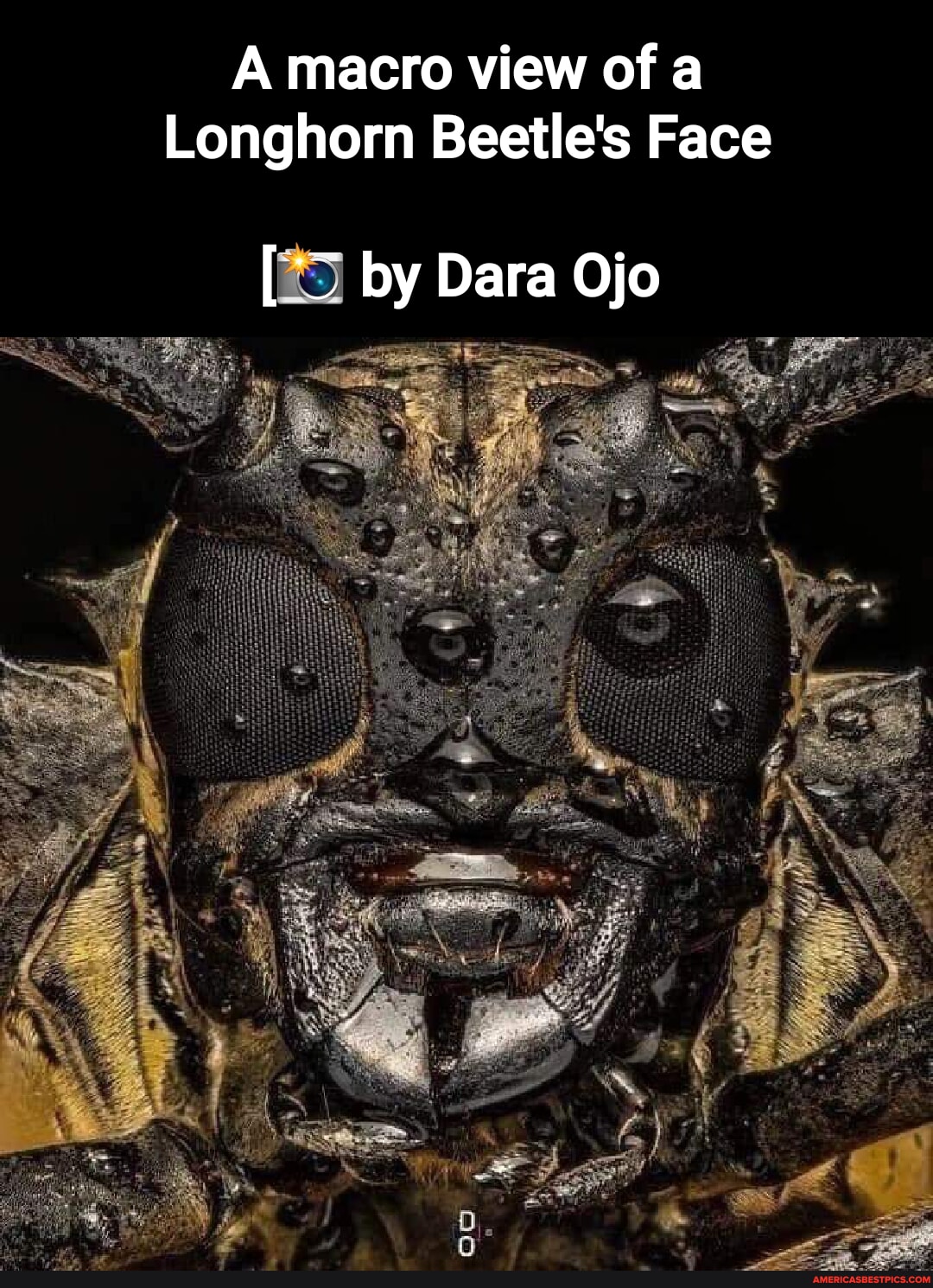 A macro view of a Longhorn Beetle's Face by Dara Ojo - America’s best ...