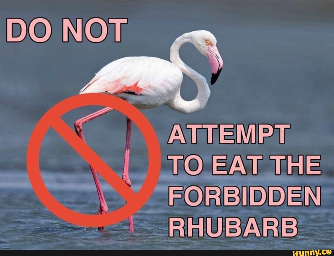 DO NOT S E I TOEAT THE "FORBIDDEN RHUBARB - iFunny
