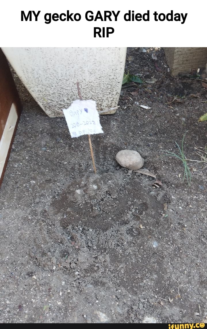 MY gecko GARY died today RIP - iFunny