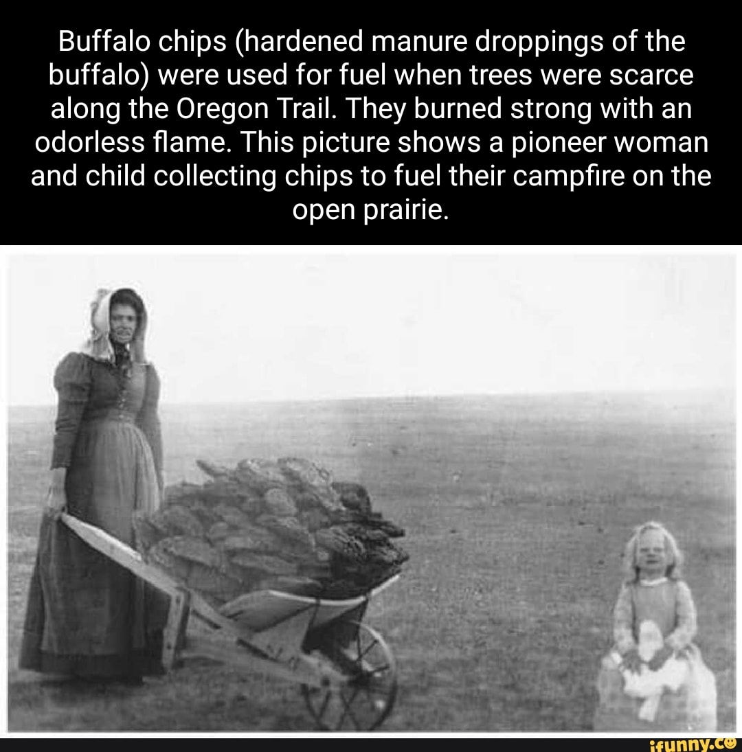 Buffalo chips (hardened manure droppings of the buffalo) were used for ...
