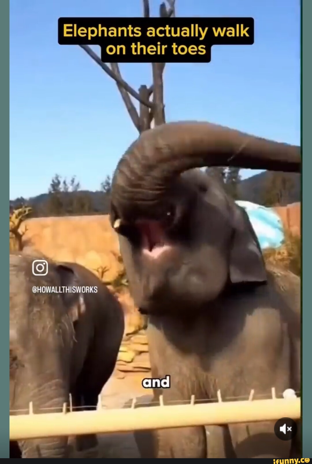 Elephants actually walk on their toes GHOWALLTHISWORKS and - iFunny