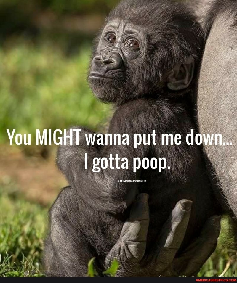 You MIGHT wanna put me down... I gotta poop. - America’s best pics and ...