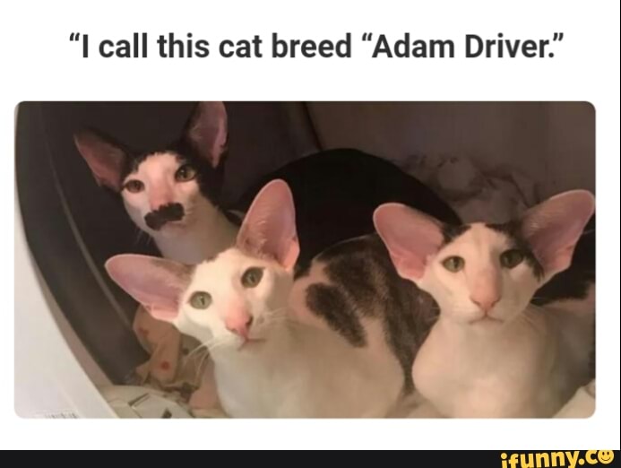 "I call this cat breed "Adam Driver." - iFunny