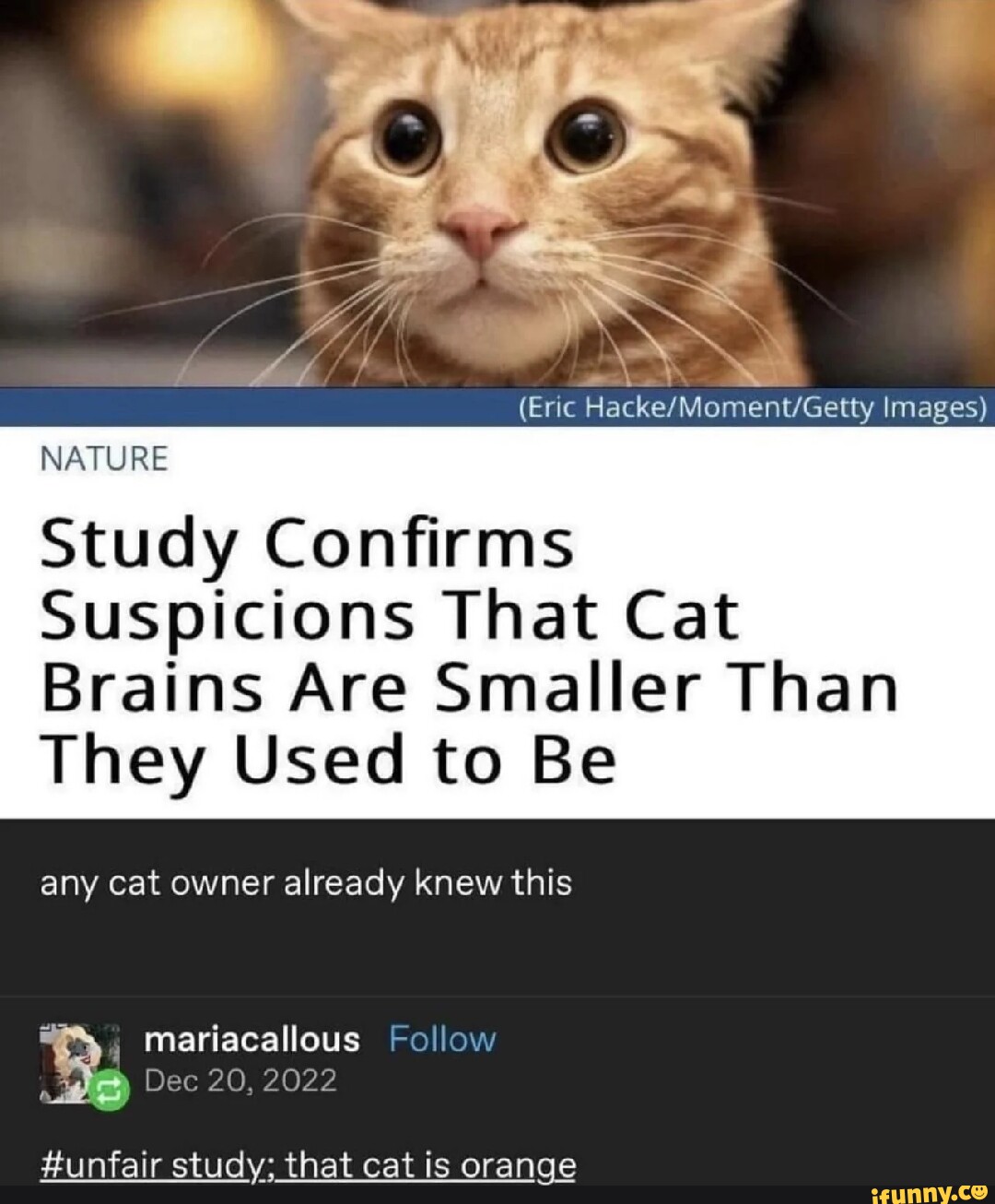 NATURE (Eric Images) Study Confirms Suspicions That Cat Brains Are ...