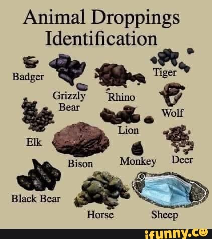 Animal Droppings Identification Badger Bear Lion Elk Bison Monkey Deer ...