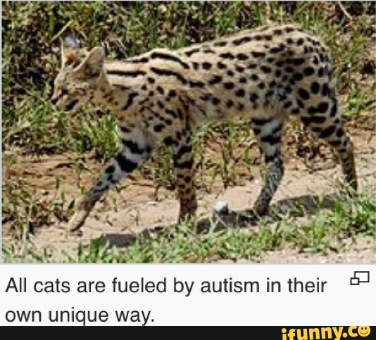 All cats are fueled by autism in their own unique way. - iFunny