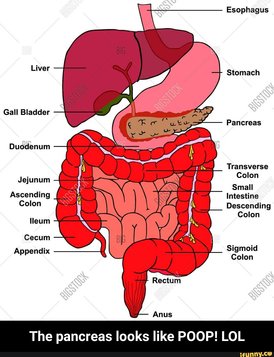 Duodenum The pancreas looks like POOP! LOL - The pancreas looks like ...