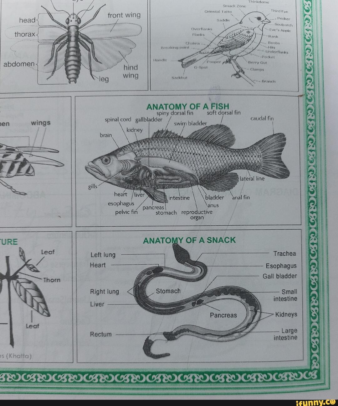 Head+ thorax. ie abdomen en wings wing spinal cord gallbladder / kidney ...