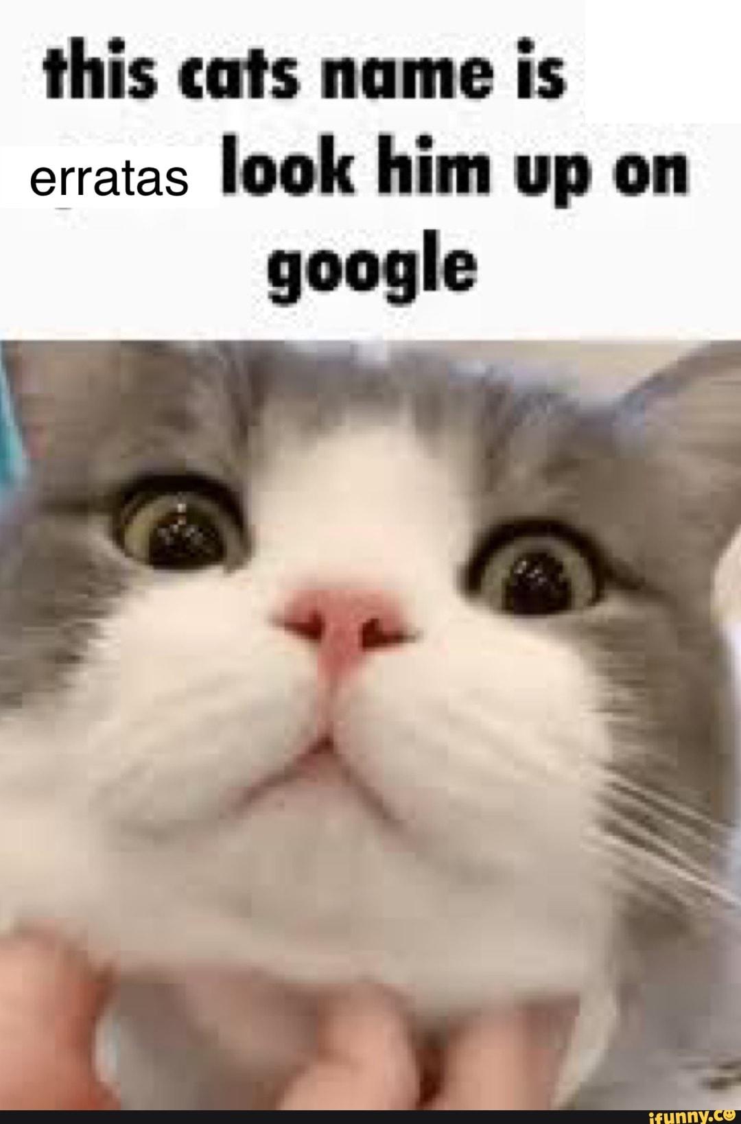 Erratas memes. Best Collection of funny Erratas pictures on iFunny