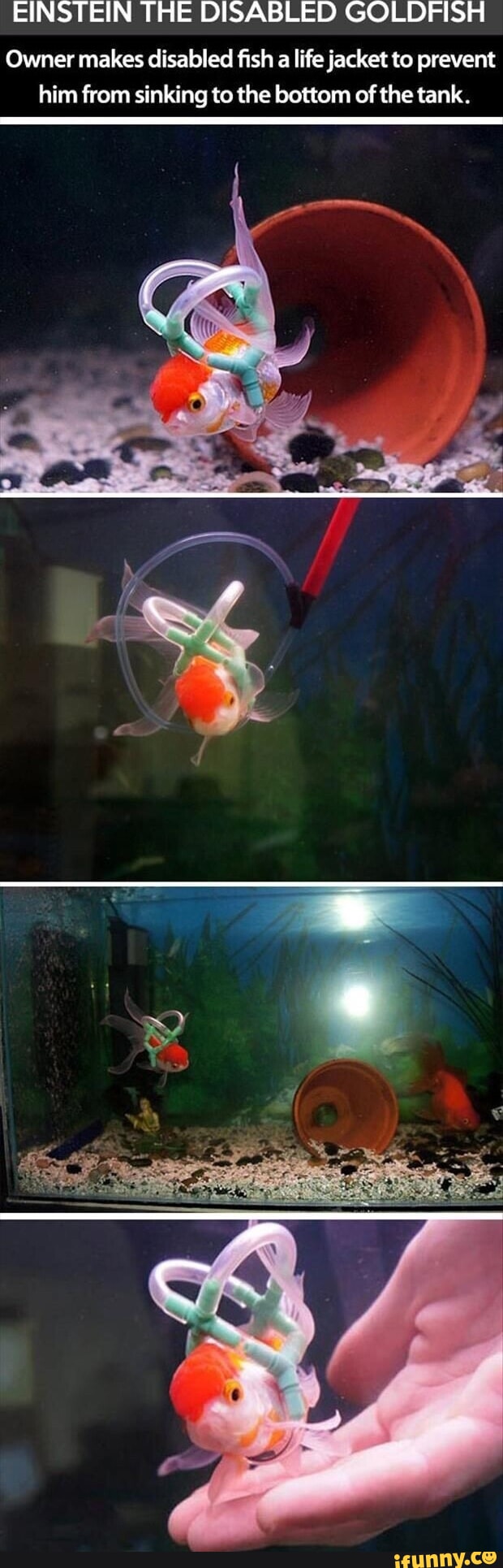 EINSTEIN THE DISABLED GOLDFISH Owner makes disabled fish a life jacket ...