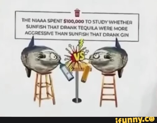 THE NIAAA SPENT $100,000 TO STUDY WHETHER SUNFISH THAT DRANK TEQUILA ...