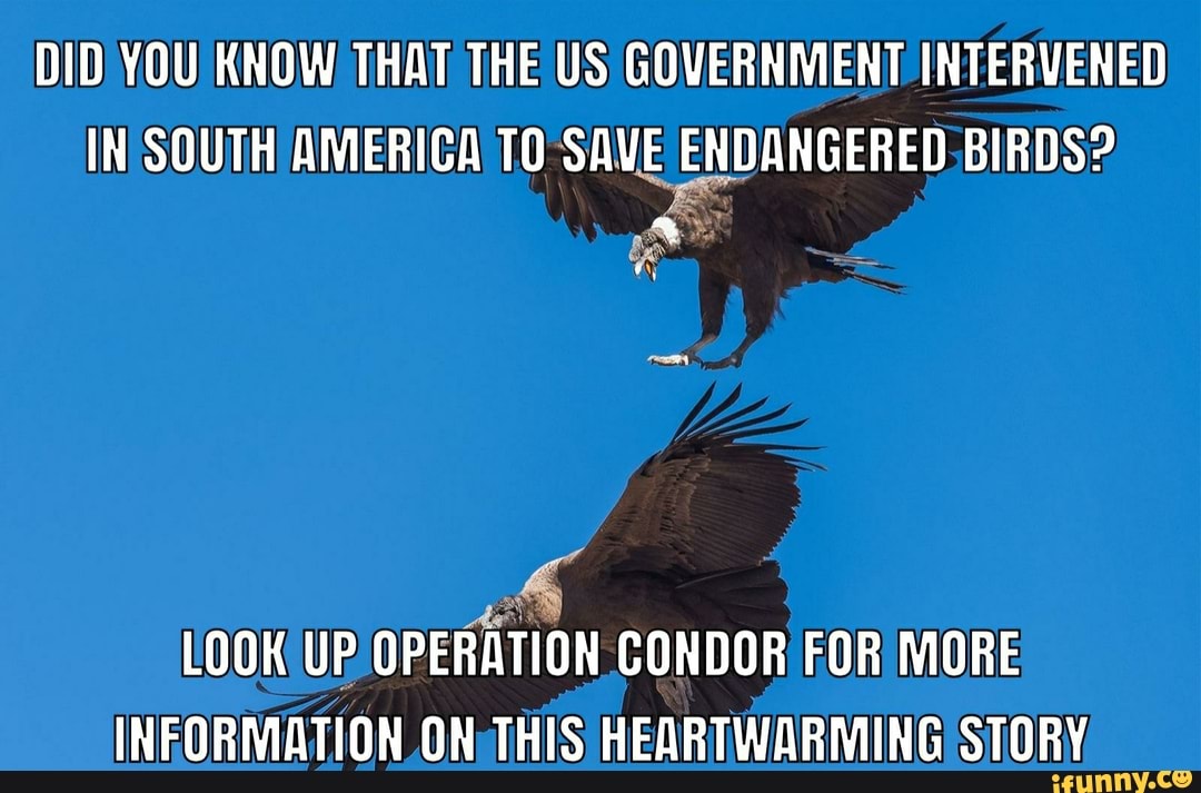 Condor memes. Best Collection of funny Condor pictures on iFunny