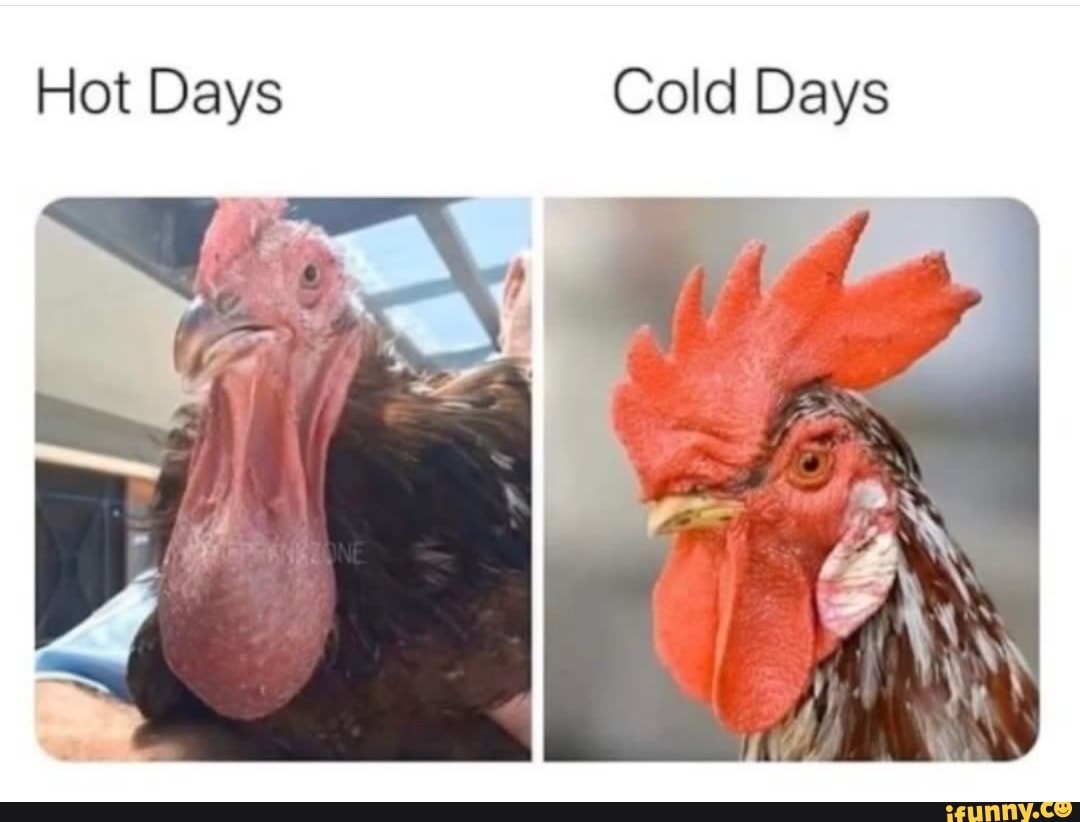 Cold Day Meme