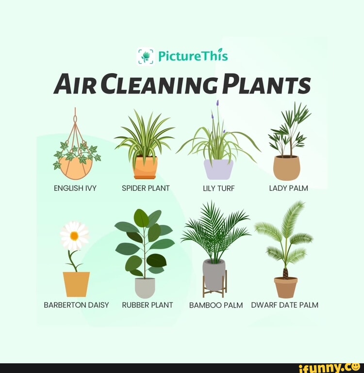 Bamboo memes. Best Collection of funny Bamboo pictures on iFunny