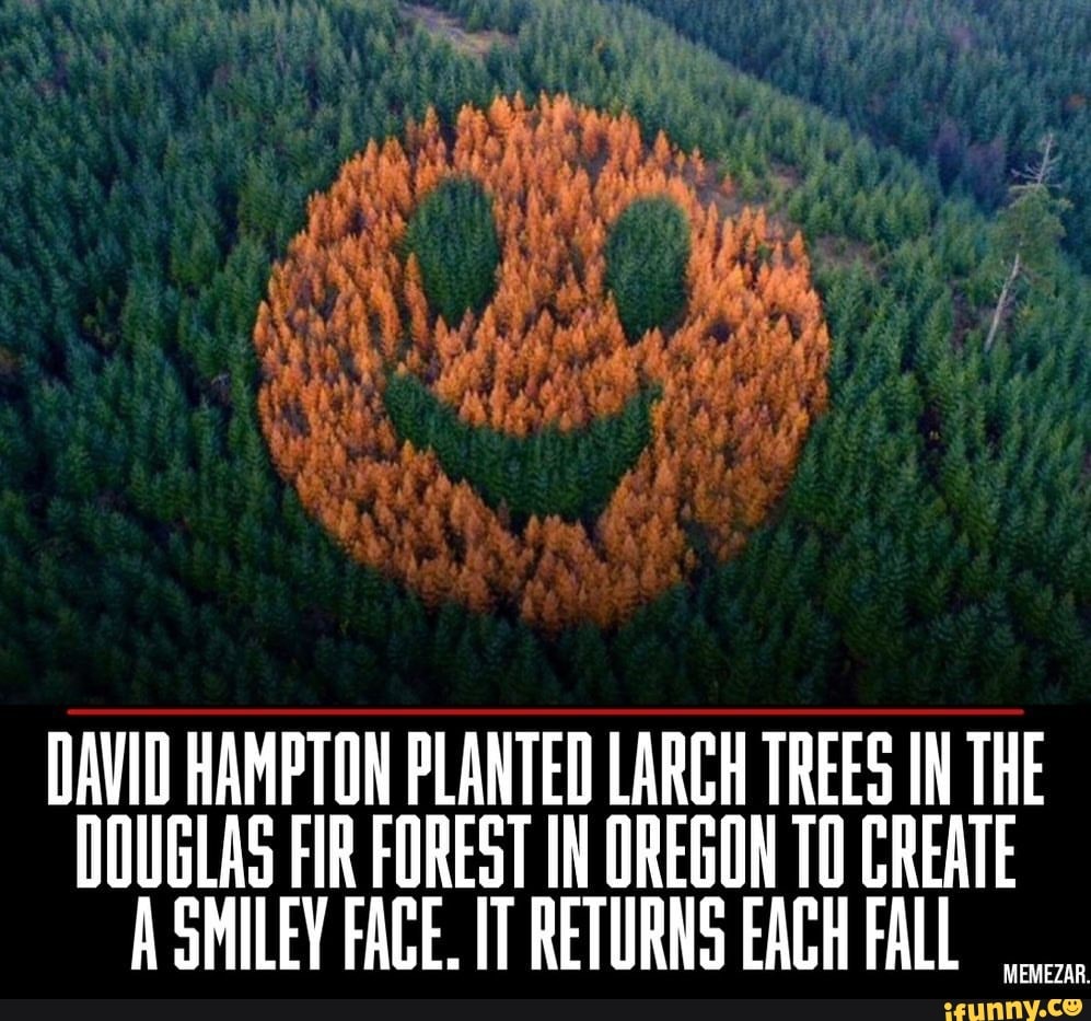 DAVID HAMPTON PLANTED LARCH TREES IN THE DOUGLAS FIR FOREST IN OREGON ...