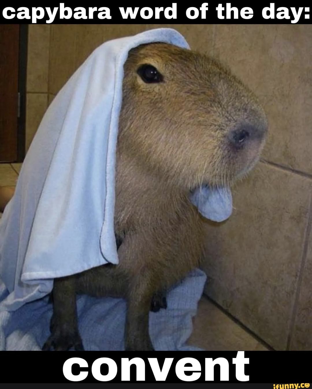 Capybara word of the day: convent - iFunny