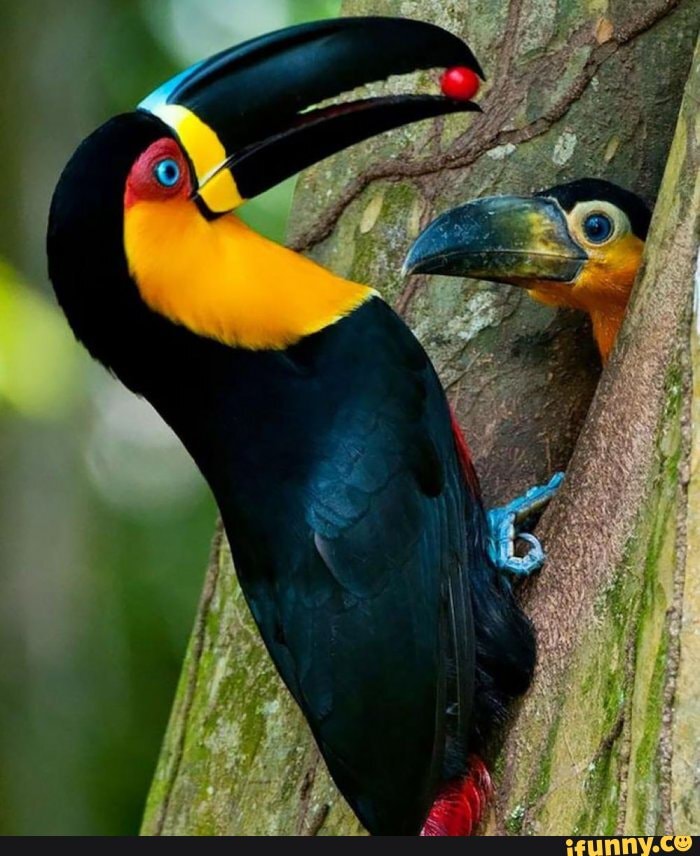 Tucán memes. Best Collection of funny Tucán pictures on iFunny