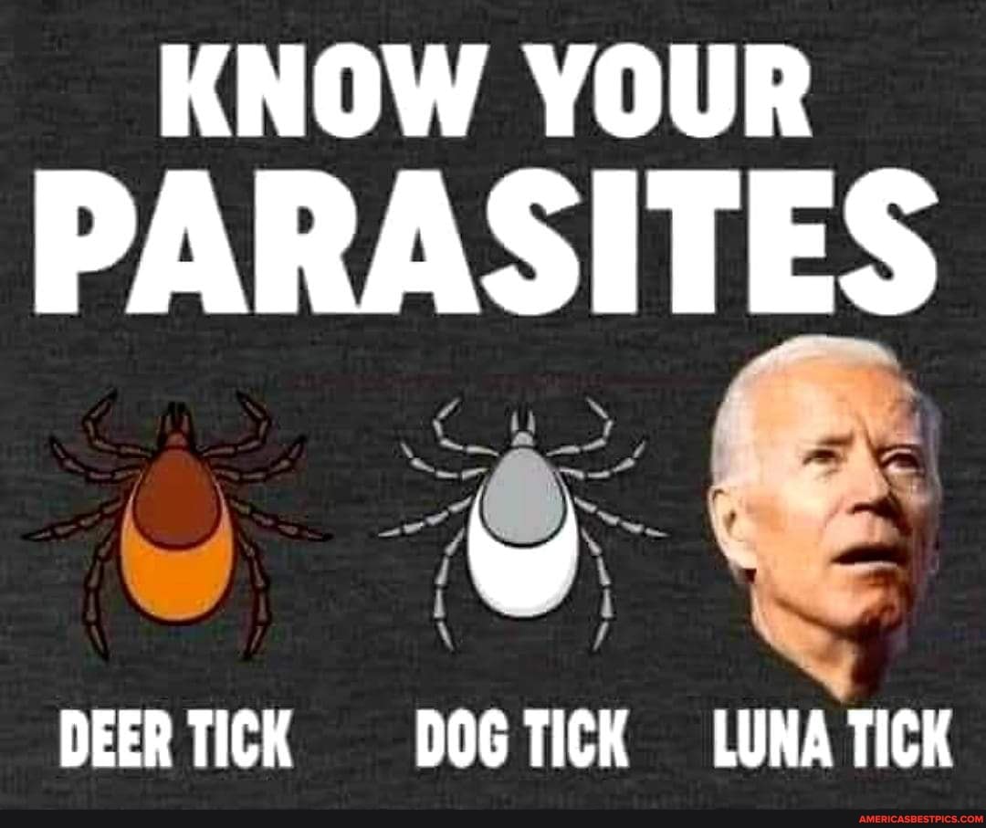 KNOW YOUR PARASITES DEER TICK DOG TICK LUNA TICK - America’s best pics ...