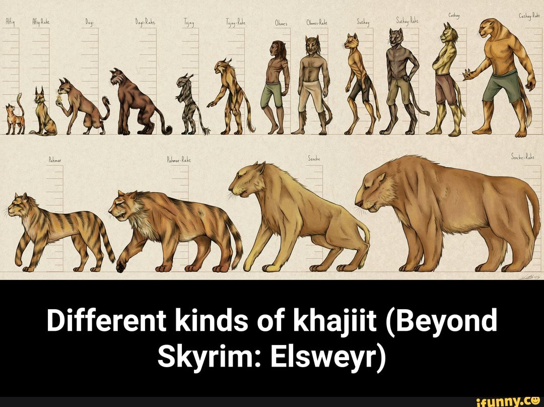 Different kinds of khajiit (Beyond Skyrim: Elsweyr) - iFunny