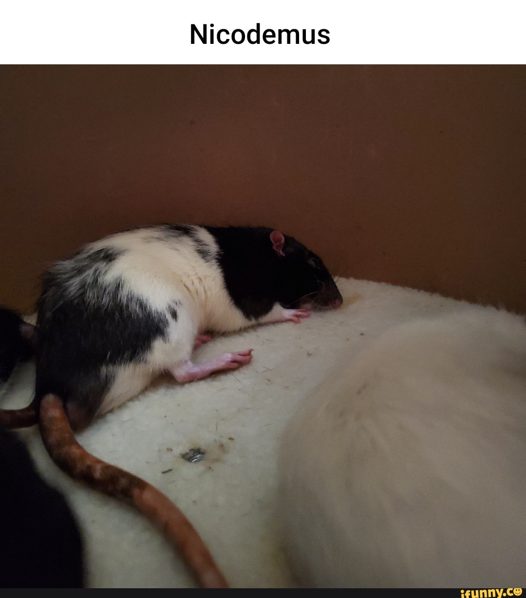 Ratto memes. Best Collection of funny Ratto pictures on iFunny